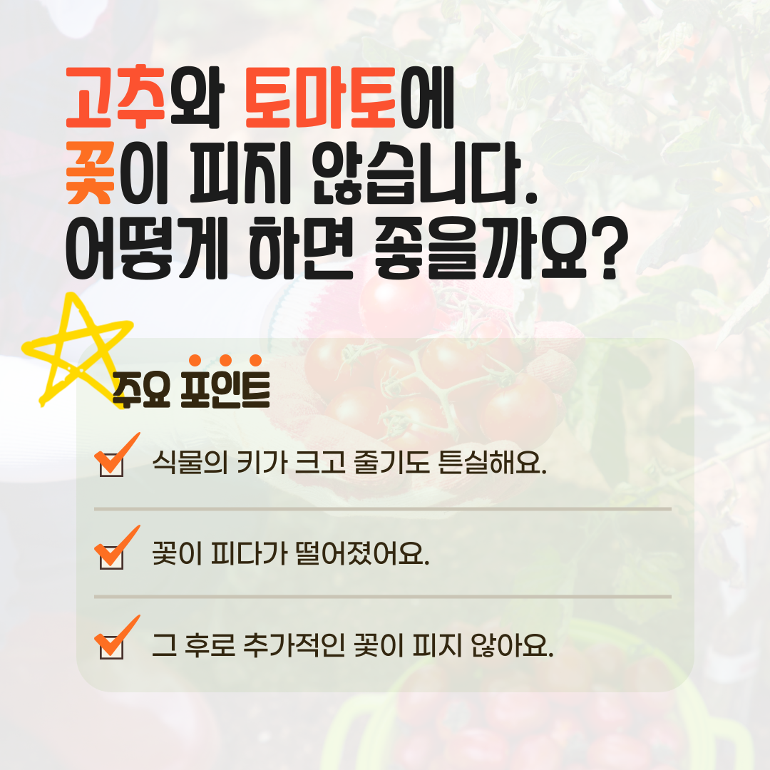 Q63. 고추와 토마토에 꽃이 피지 않아요
